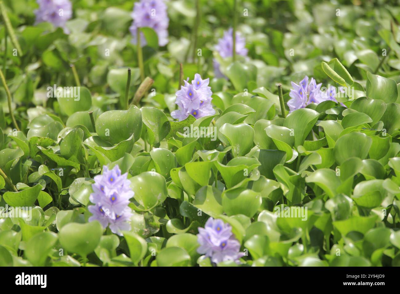 Vibrant purple water hyacinth flowers in bloom. Aquatic plants, nature ...