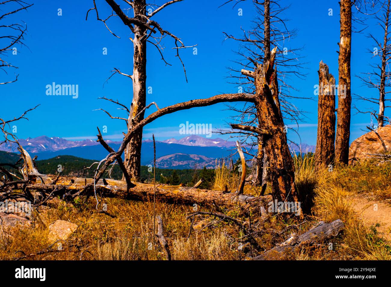 path through the trees devastated by a forest fire in Chautauqua Park ...