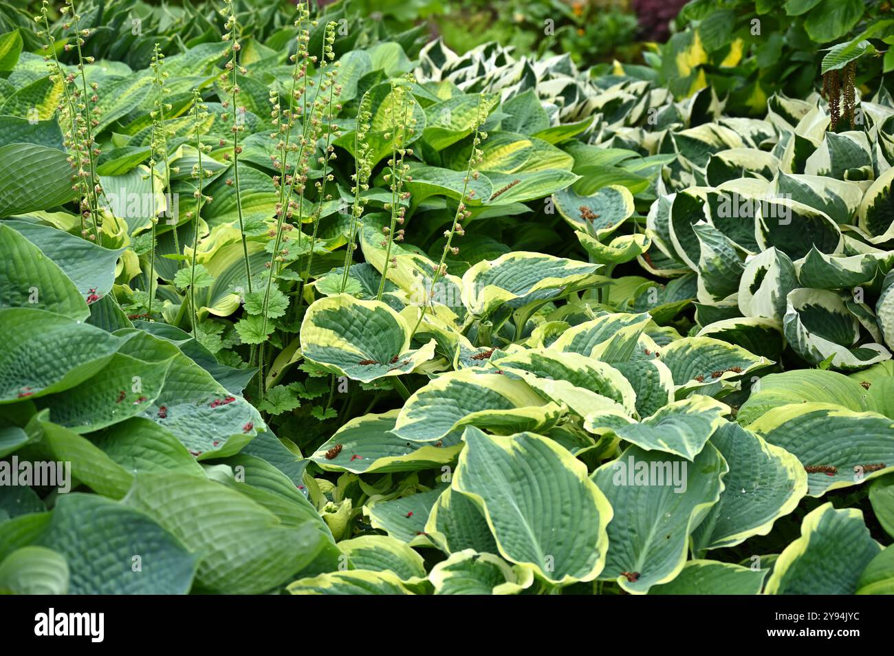 Lush spring foliage of mixed hostas or plantain lily in UK garden May ...