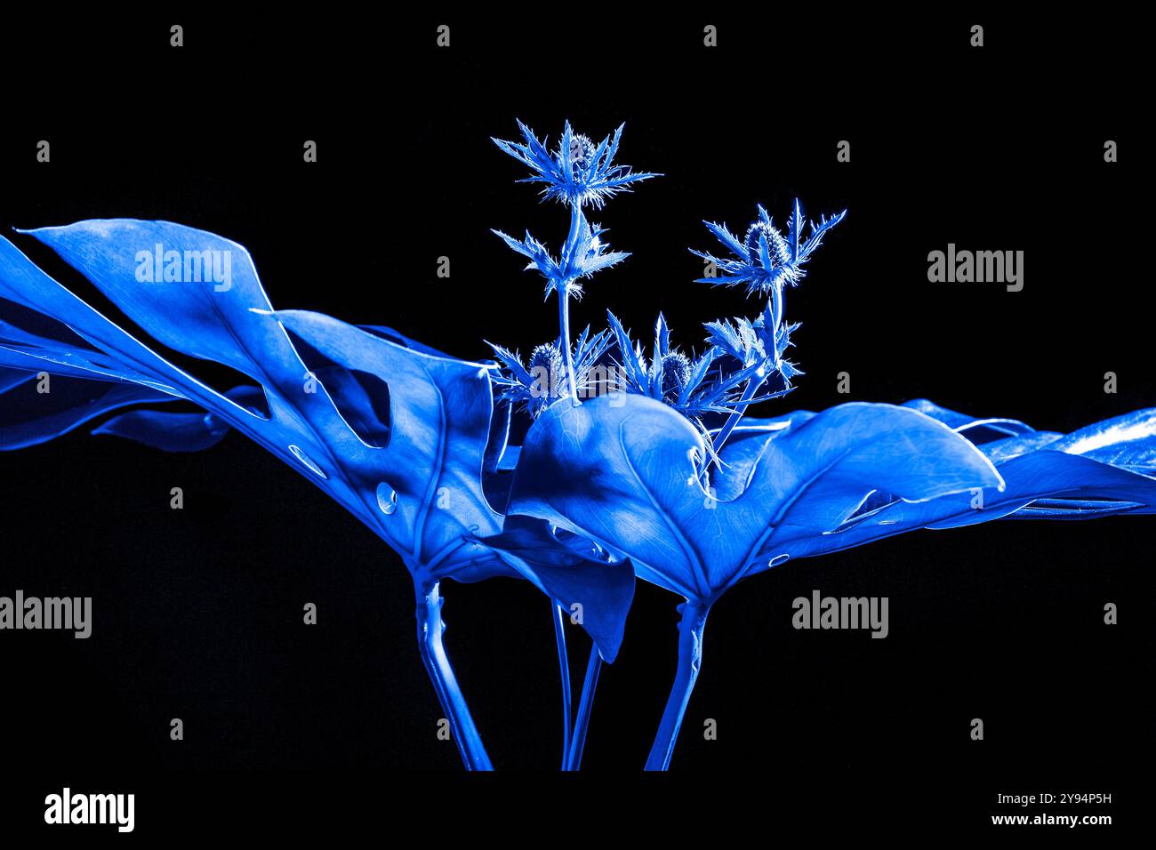 Natural landscape in cyan color on black background Stock Photo - Alamy