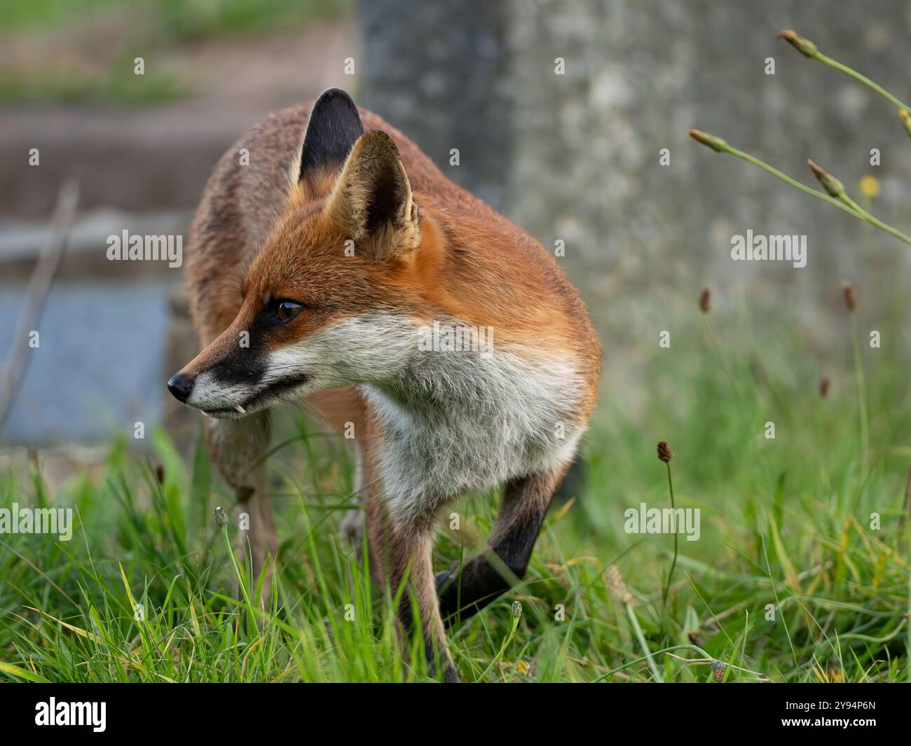 Red fox on alert [ vulpes vulpes ] in Bristol UK Stock Photo - Alamy