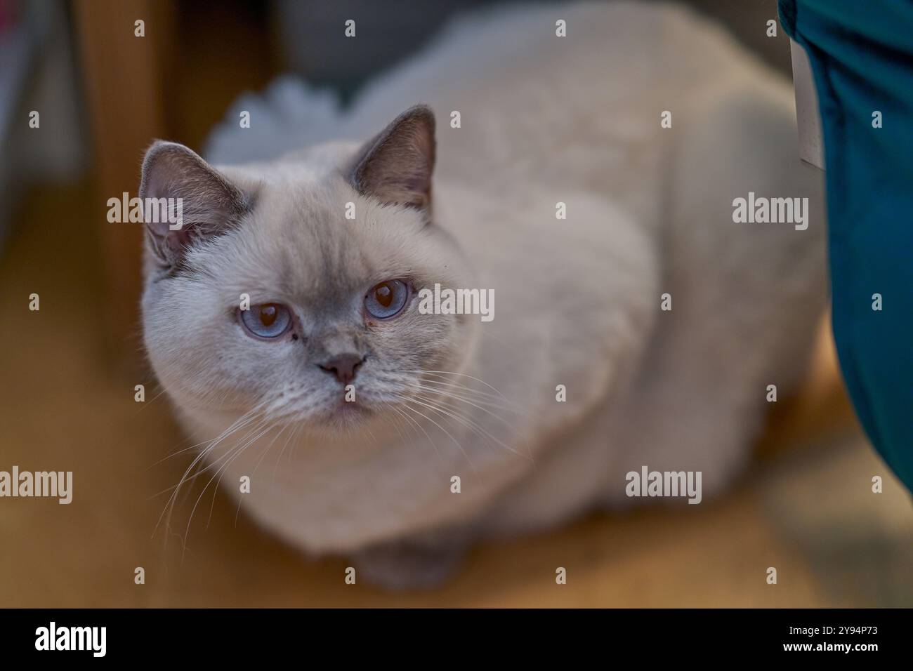 British shorthair catkin himalayan fur colour Stock Photo - Alamy