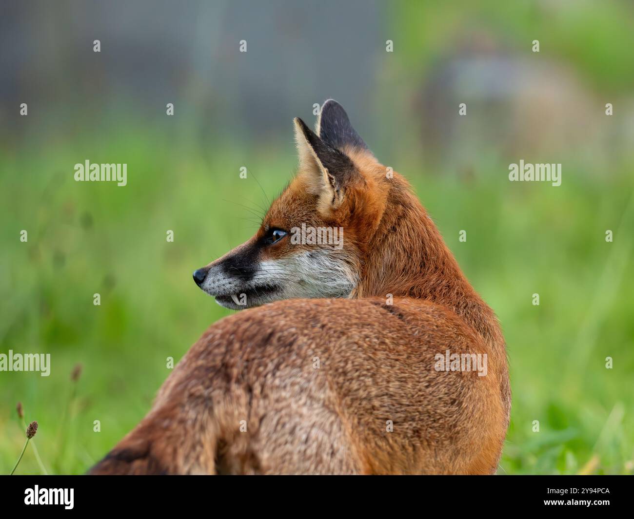 Red fox on alert [ vulpes vulpes ] in Bristol UK Stock Photo - Alamy