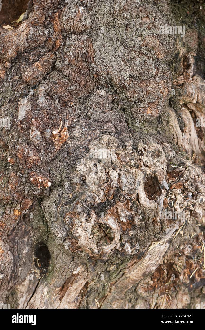 old wood structure as a background with beautiful patterns of nature ...