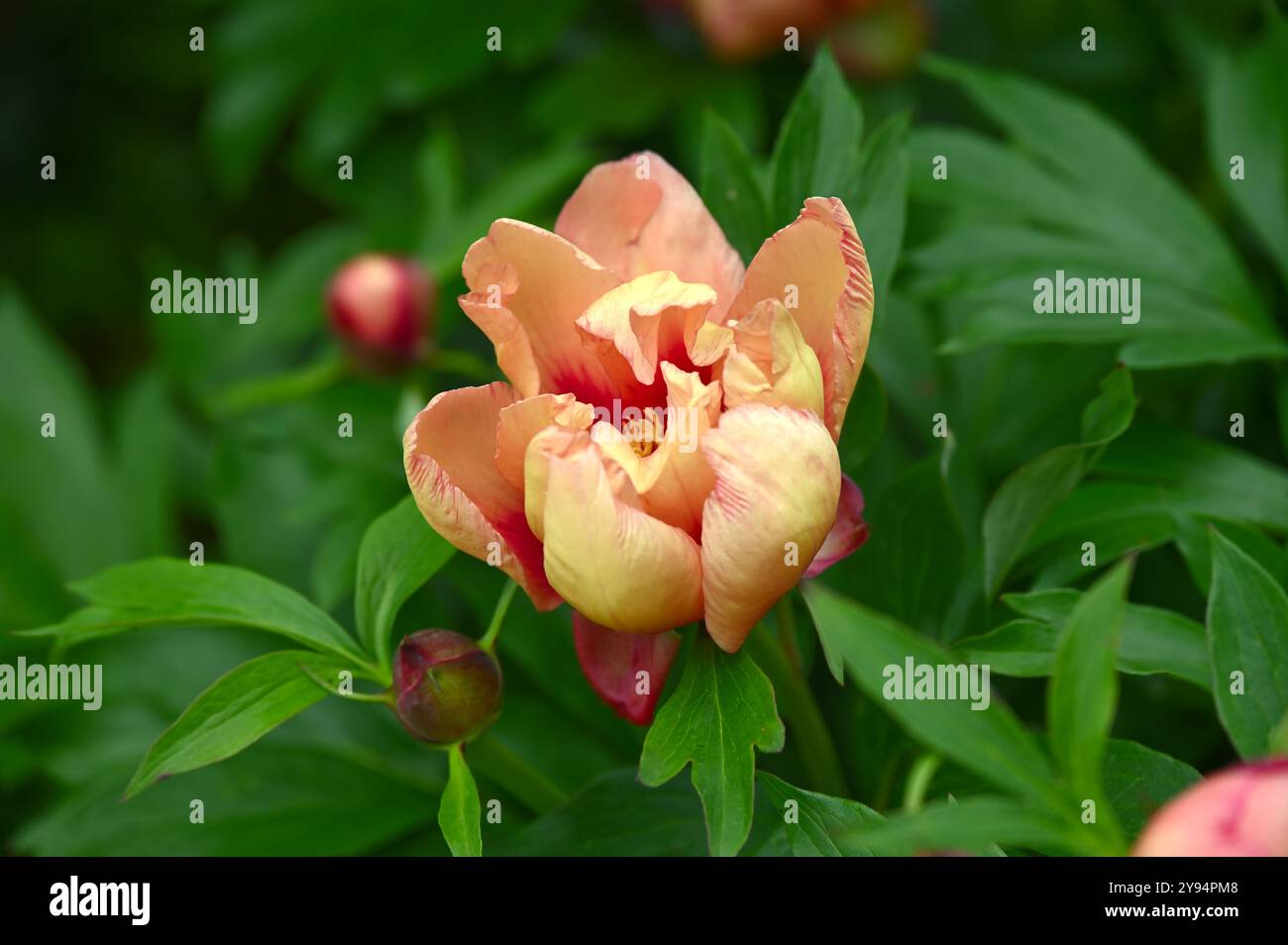 Colourful spring flowers of Paeonia or Intersectional (Itoh) peonies ...