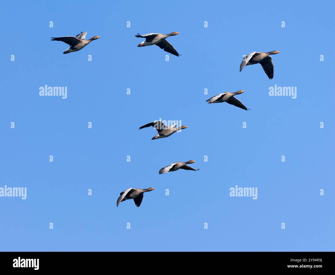 Greylag geese, Anser anser, flock of birds in flight, Gloucestershire ...