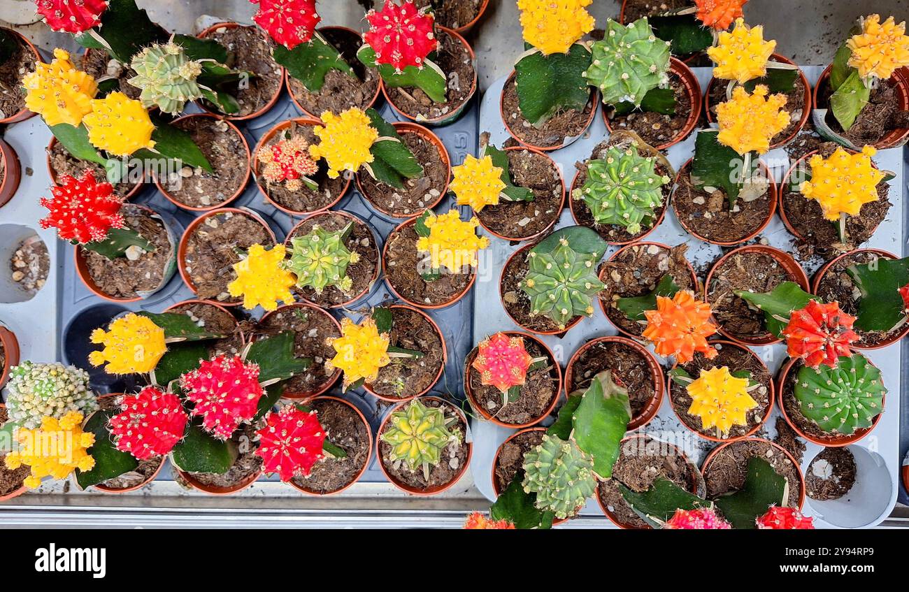 Colorful cacti in pots display top view of vibrant desert plants Stock ...
