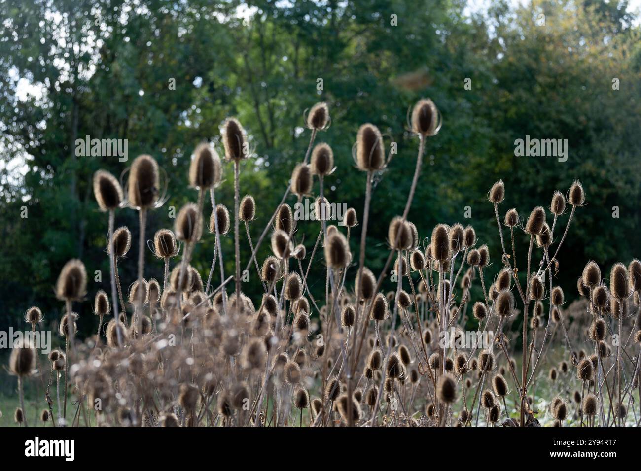 Teasels at Wyken Croft Nature Park, Wyken, Coventry, West Midlands ...