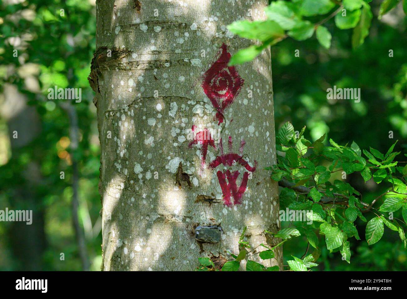 Vibrant red symbols are painted on a tree trunk surrounded by abundant ...