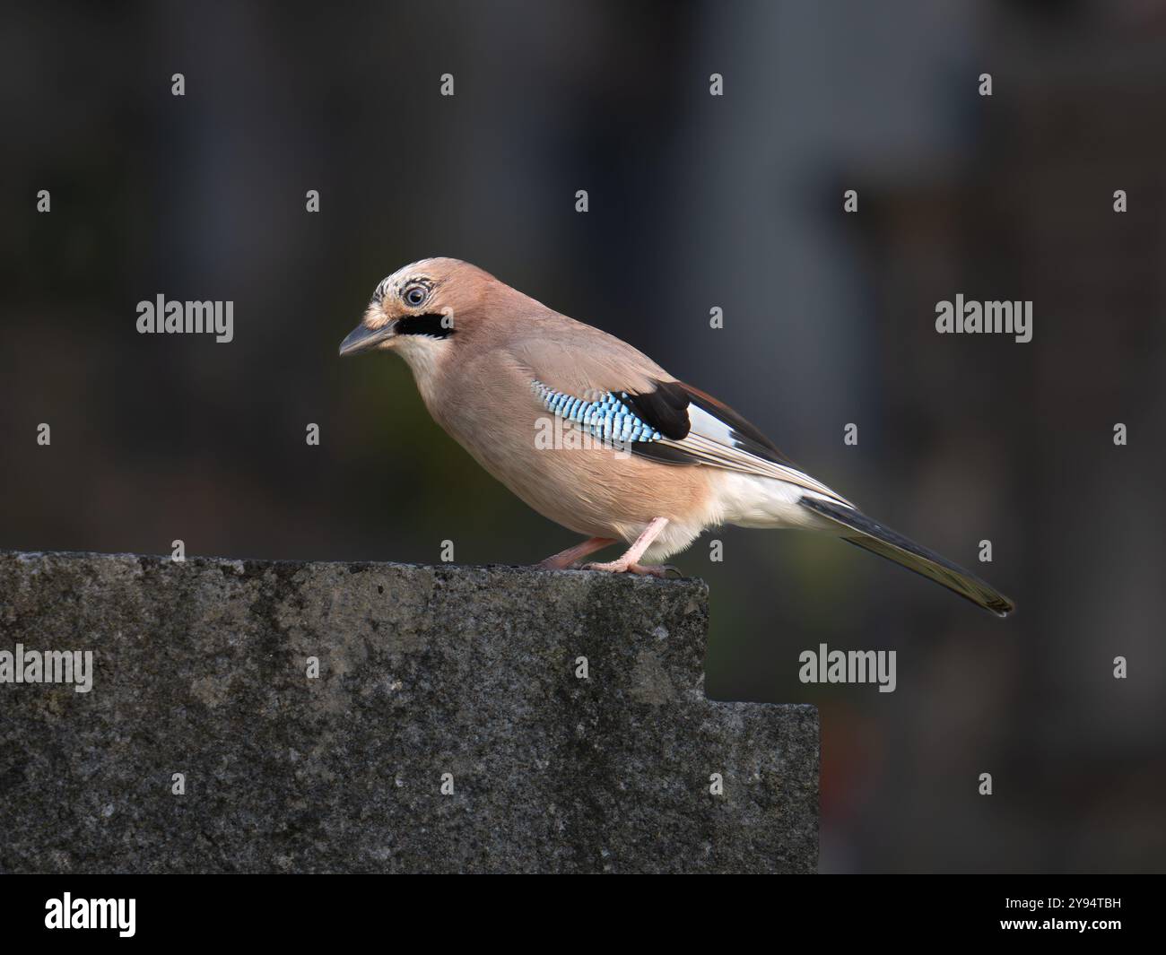Eurasian jay portrait [ garrulus glandarius ] Bristol UK Stock Photo ...