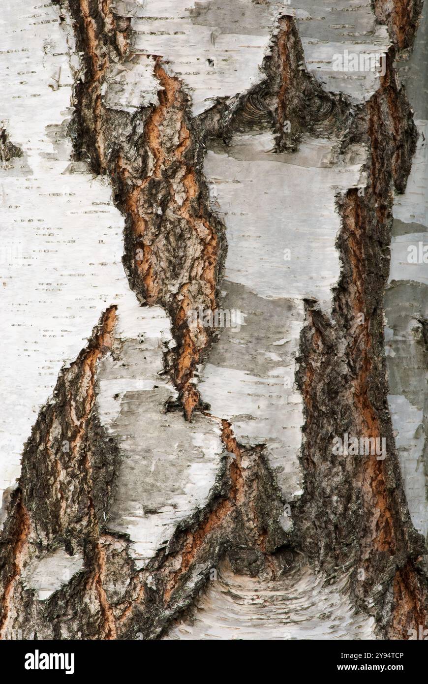 Pendula vertical hi-res stock photography and images - Alamy