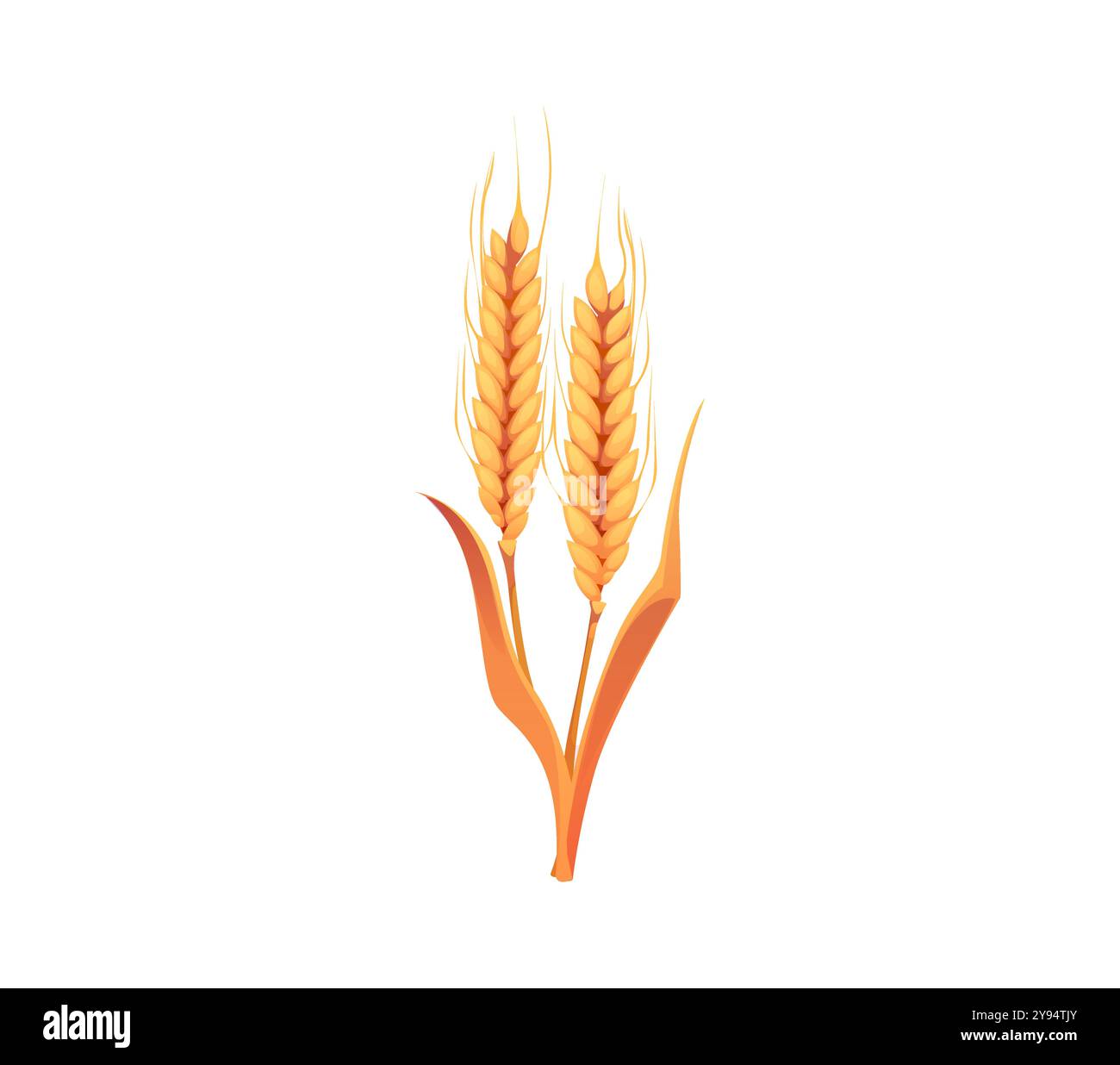 Cartoon wheat ears, autumn grain crop. Isolated vector natural plant ...