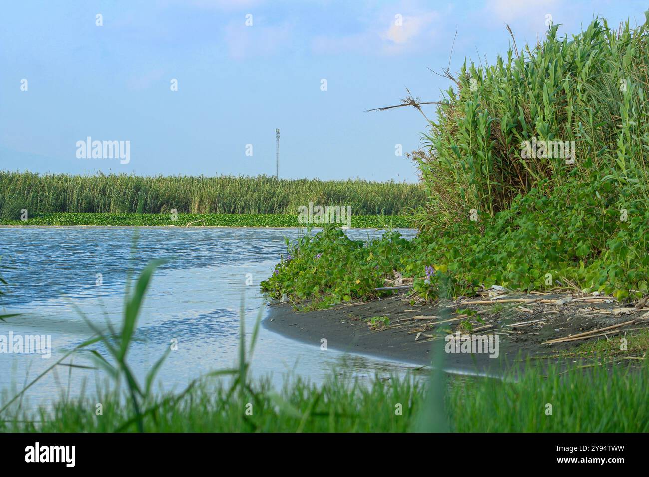 The wetland, home to many bird species, is the point where green and ...