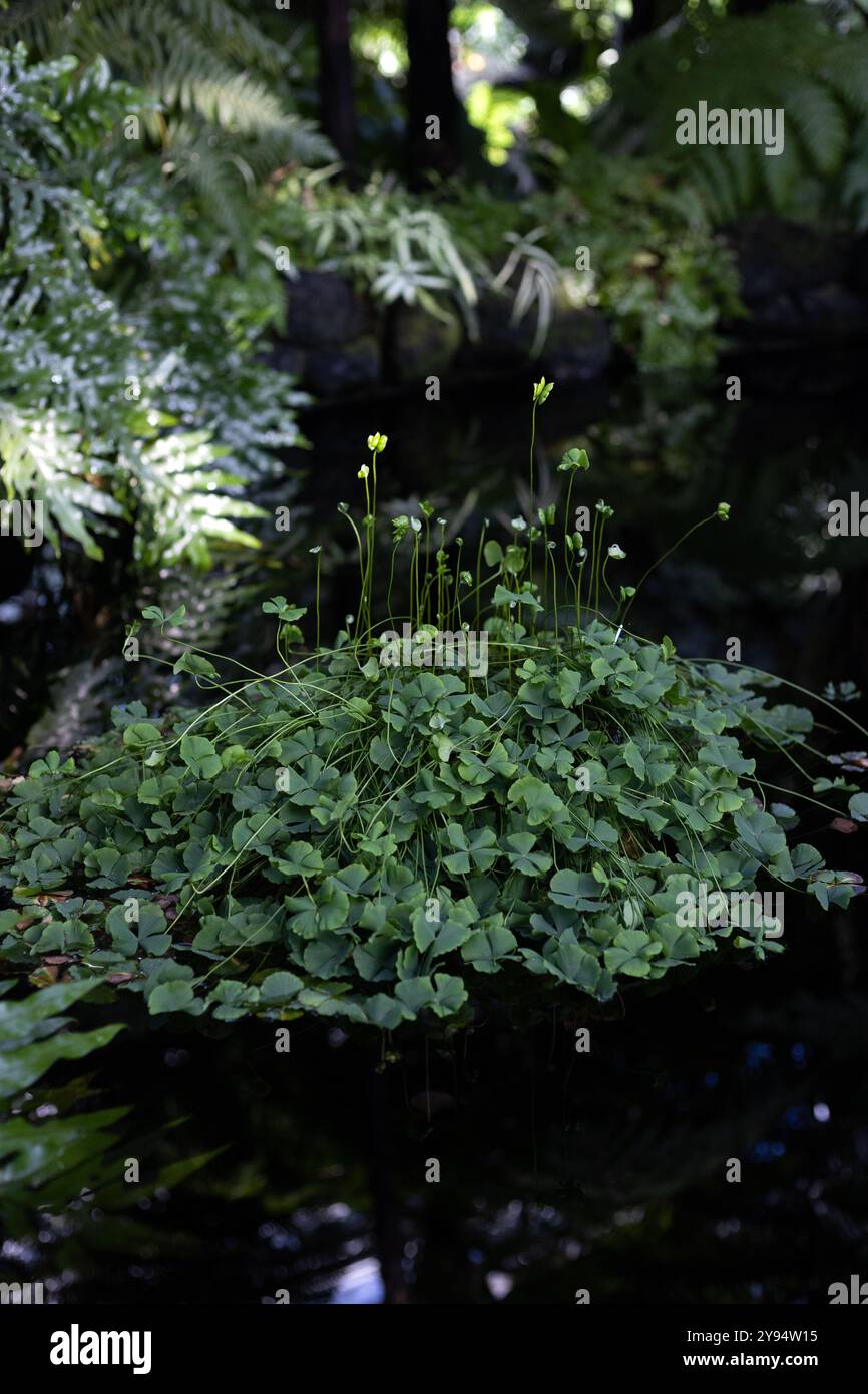 Marsilea not custom hi-res stock photography and images - Alamy