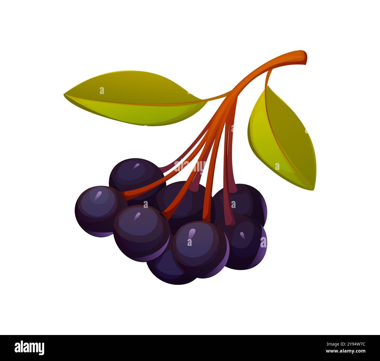 Cartoon autumn berries, cluster of ripe and glossy chokeberry. Isolated ...
