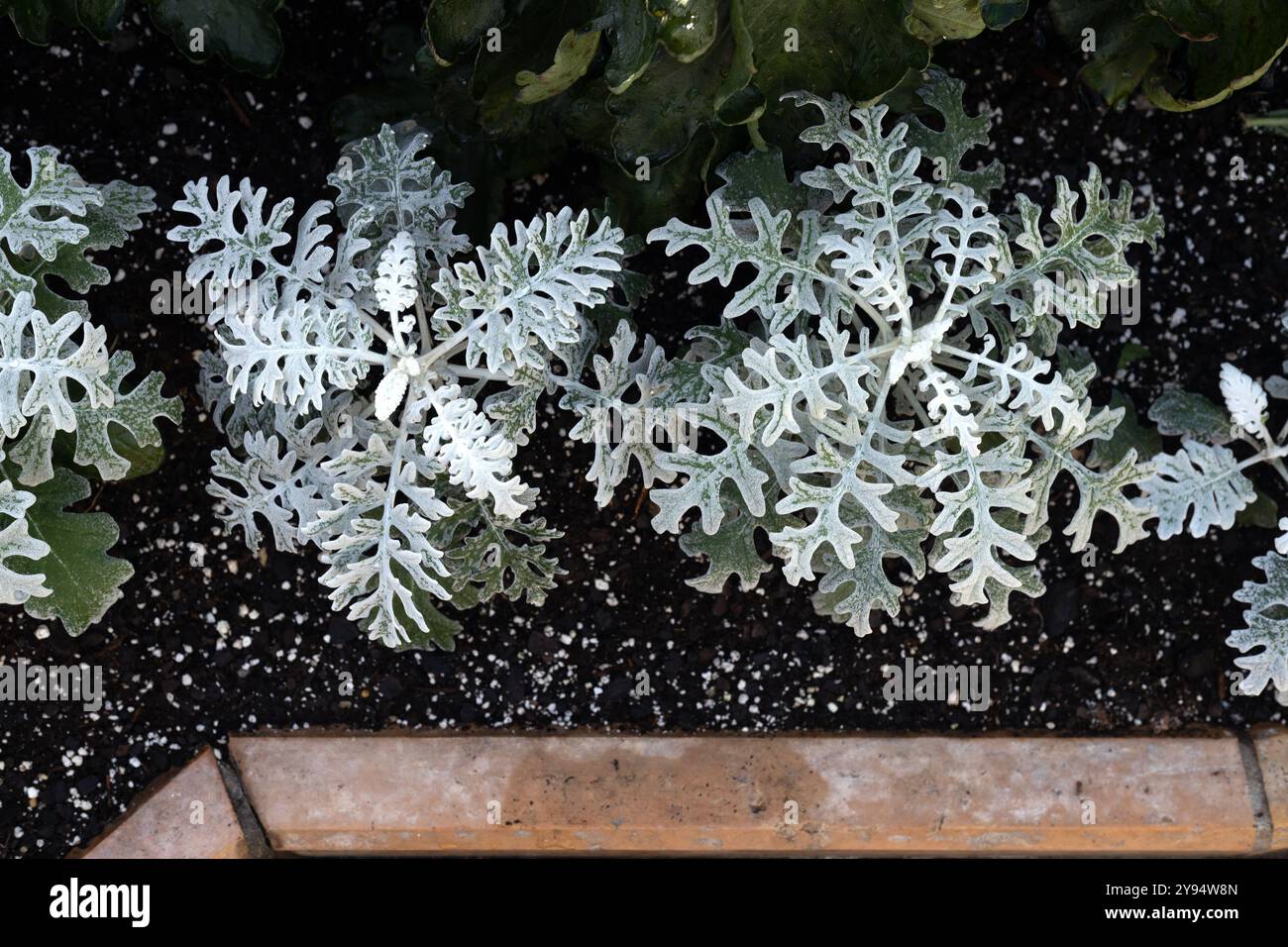 Cineraria maritima - silverdust Dusty Miller plant growing in a garden ...