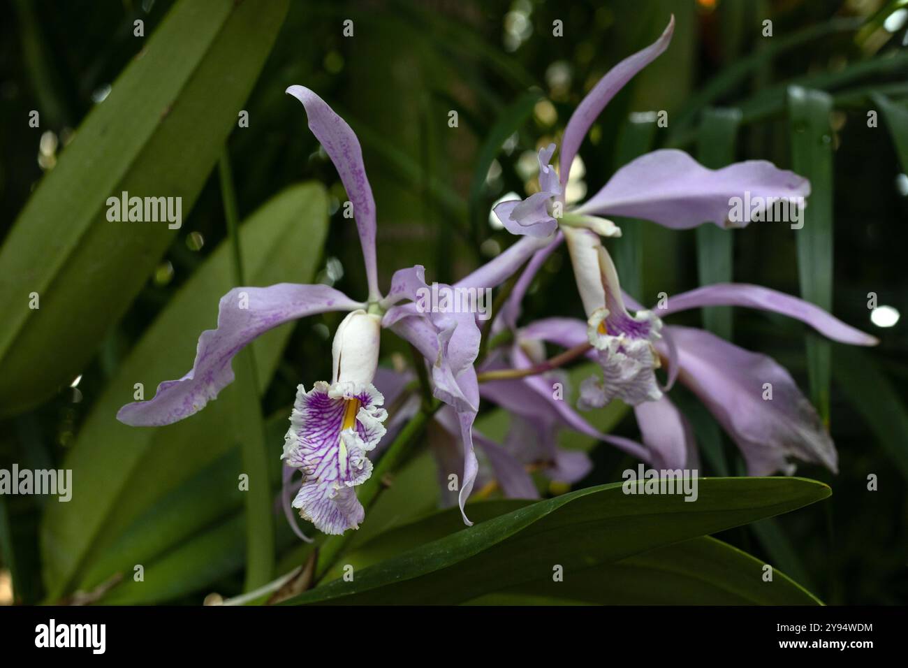 Cattleya maxima orchid flowers close up Stock Photo - Alamy