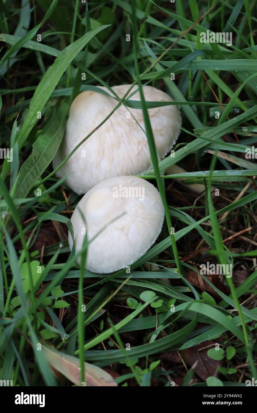 Species agaricus hi-res stock photography and images - Alamy