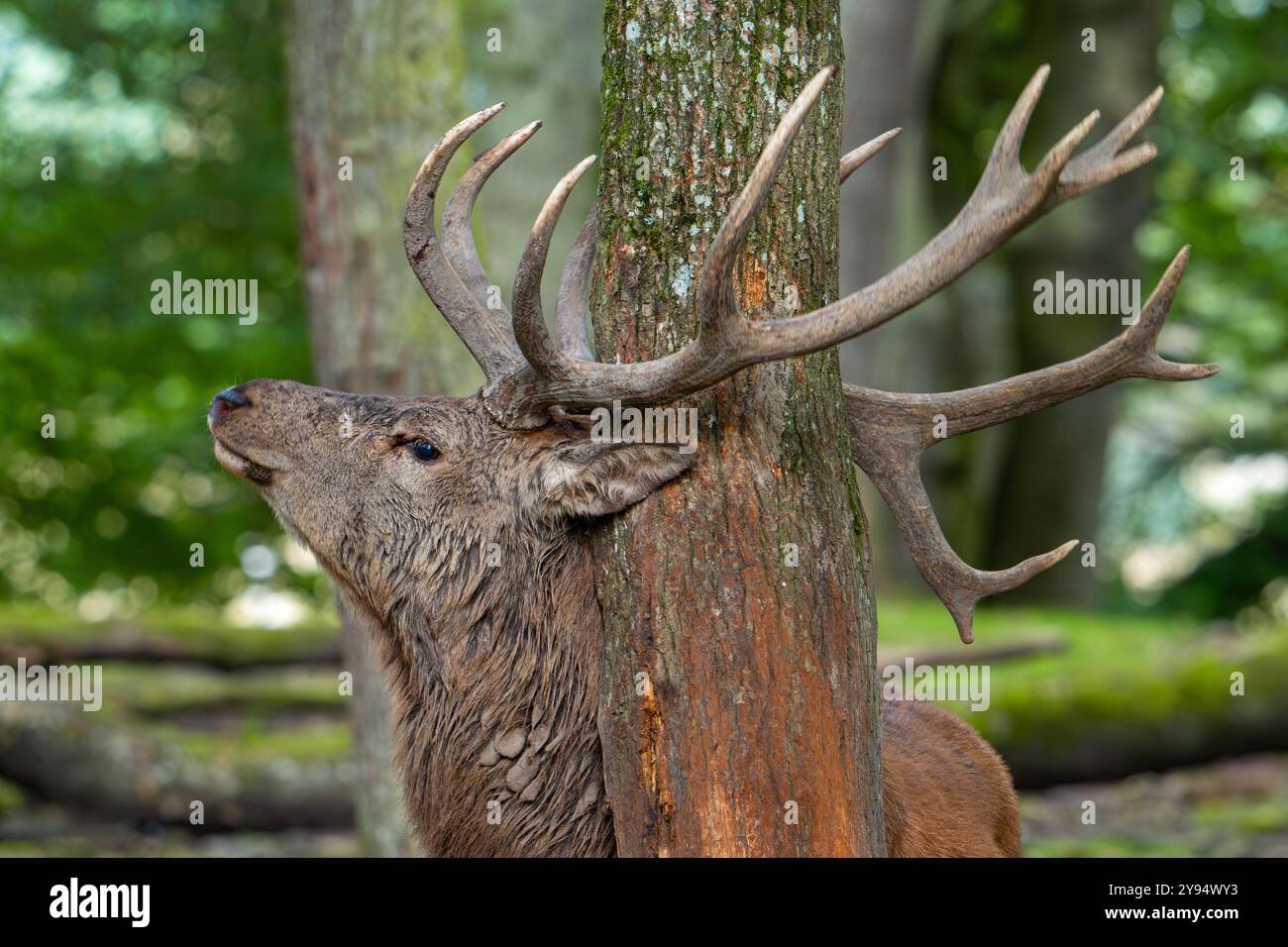 Antler rubbing damage hi-res stock photography and images - Alamy