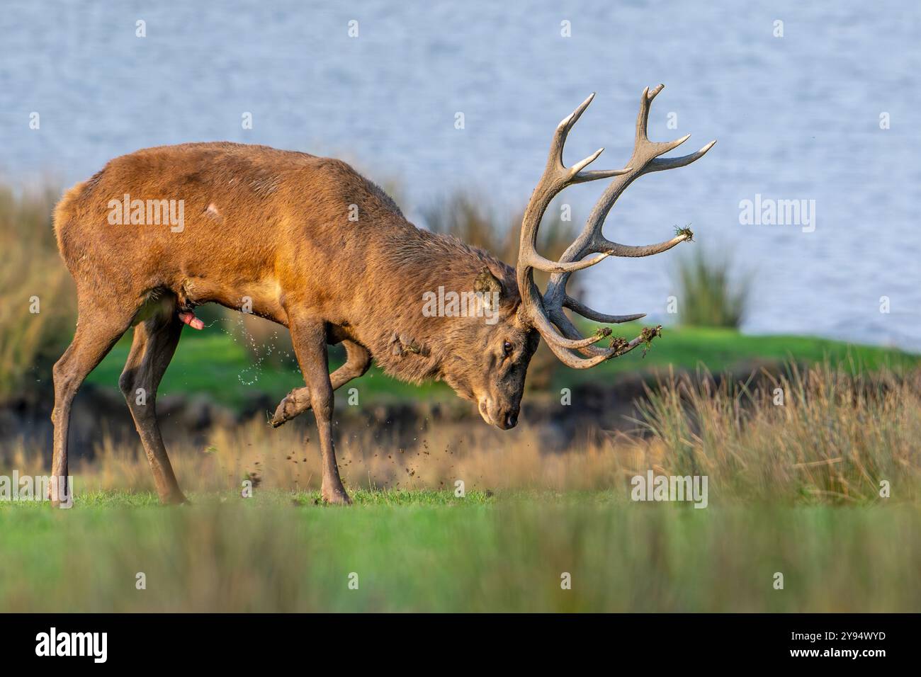 Rutting red deer (Cervus elaphus) stag spraying / scenting himself with ...
