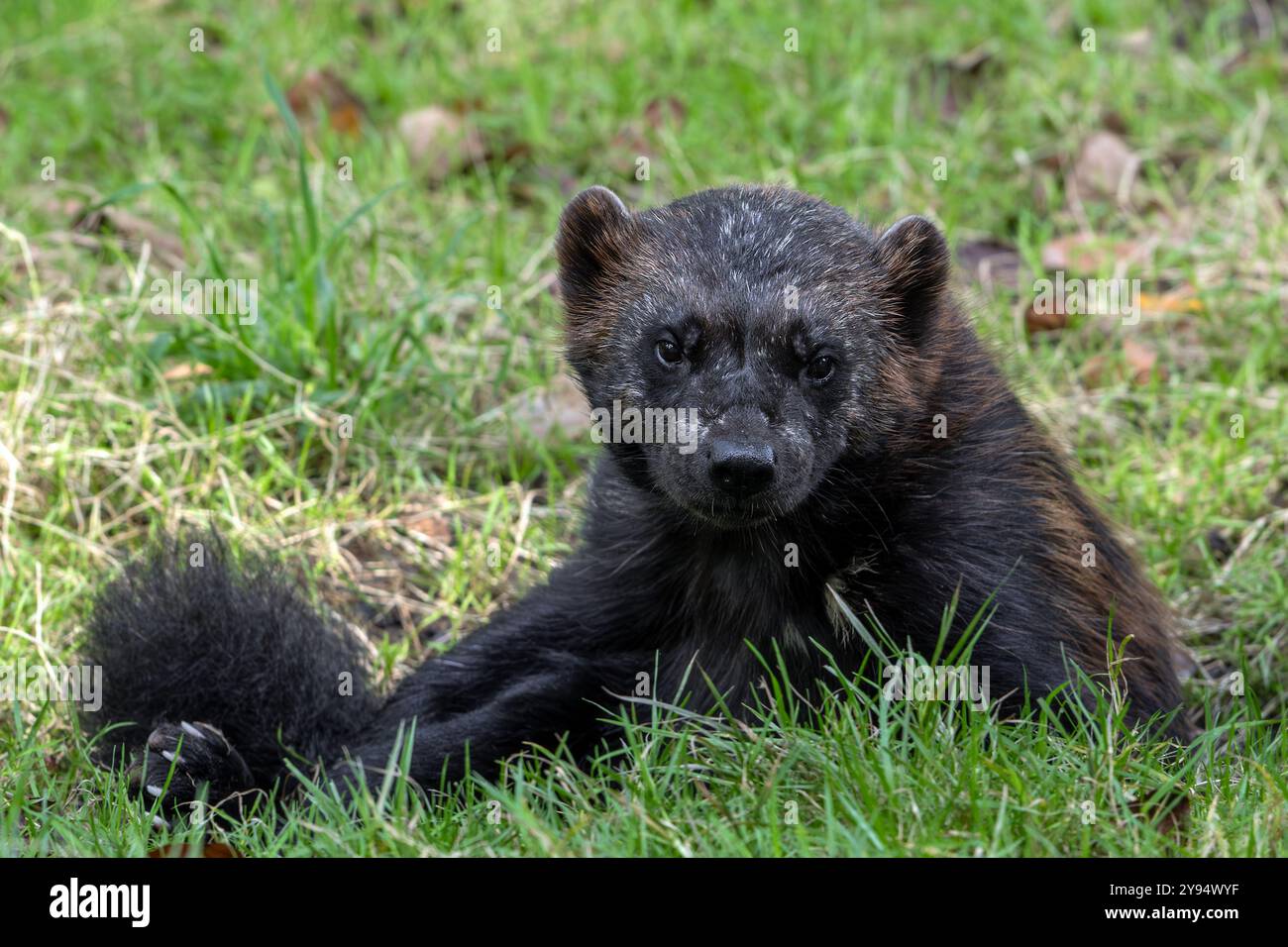 Wolverine / glutton / carcajou (Gulo gulo) resting in grassland, native ...