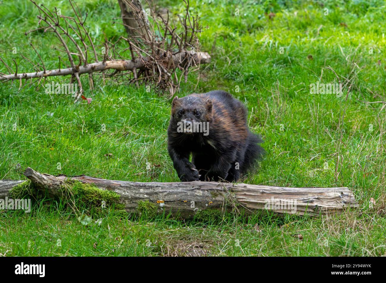 Wolverine / glutton / carcajou (Gulo gulo) running in grassland, native ...