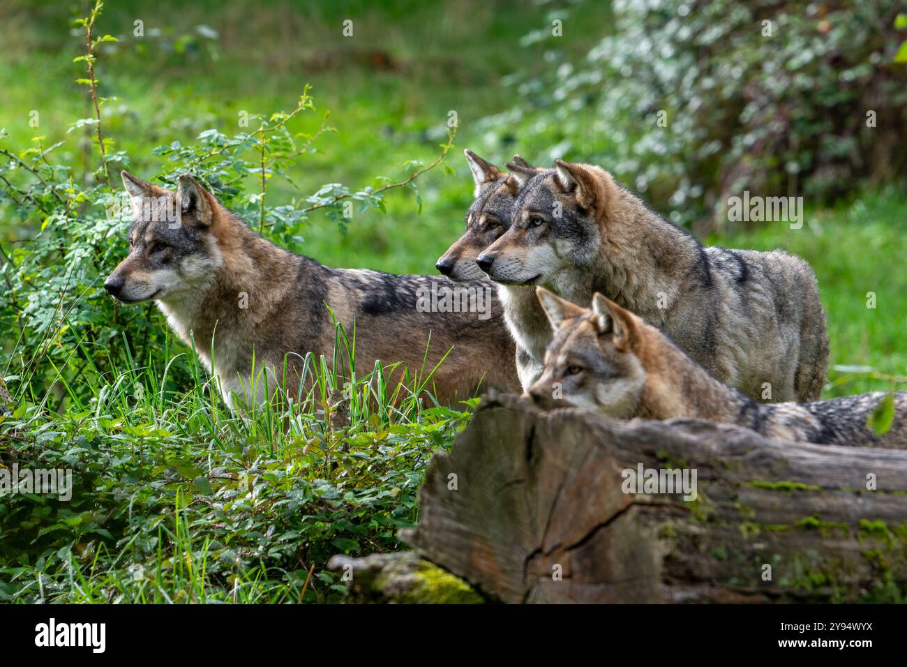 Wolf pack of four Eurasian wolves / European grey wolves (Canis lupus ...