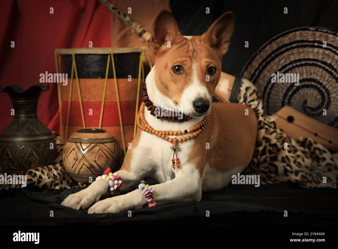Two year old Basenji dog lies on a sofa in an African style room Stock ...