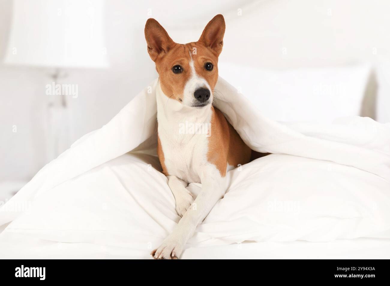 Cute Basenji dog lying on the bed covered with a blanket in the bedroom ...