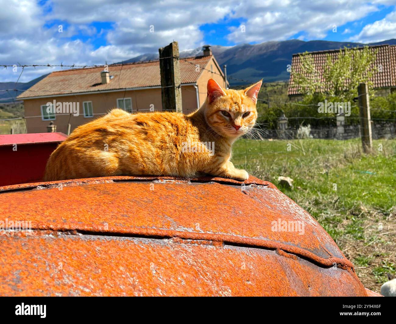 Orange tabby cat in the countryside Stock Photo - Alamy