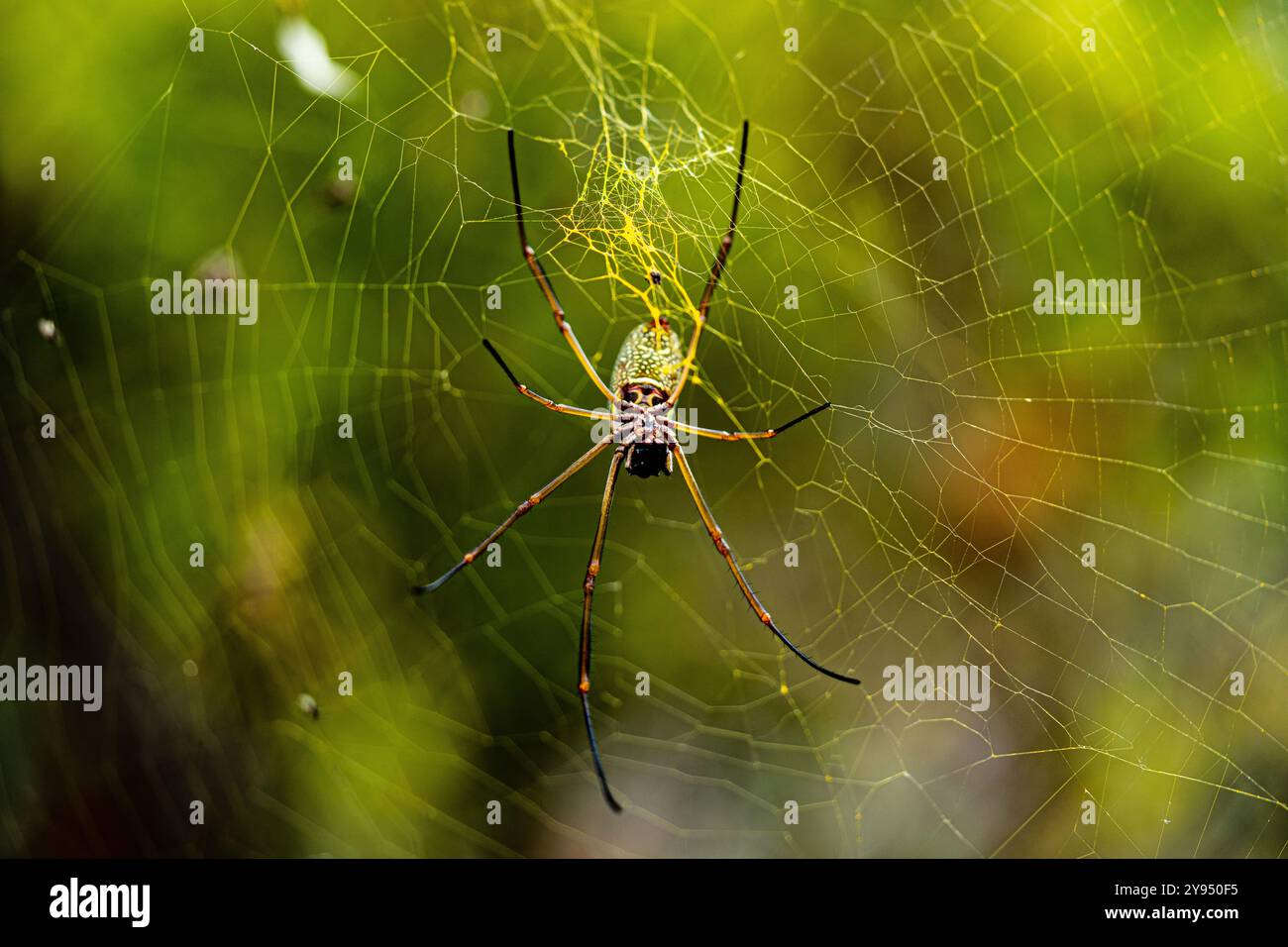 Extreme close-up of a spider resting on its web, emphasizing its ...
