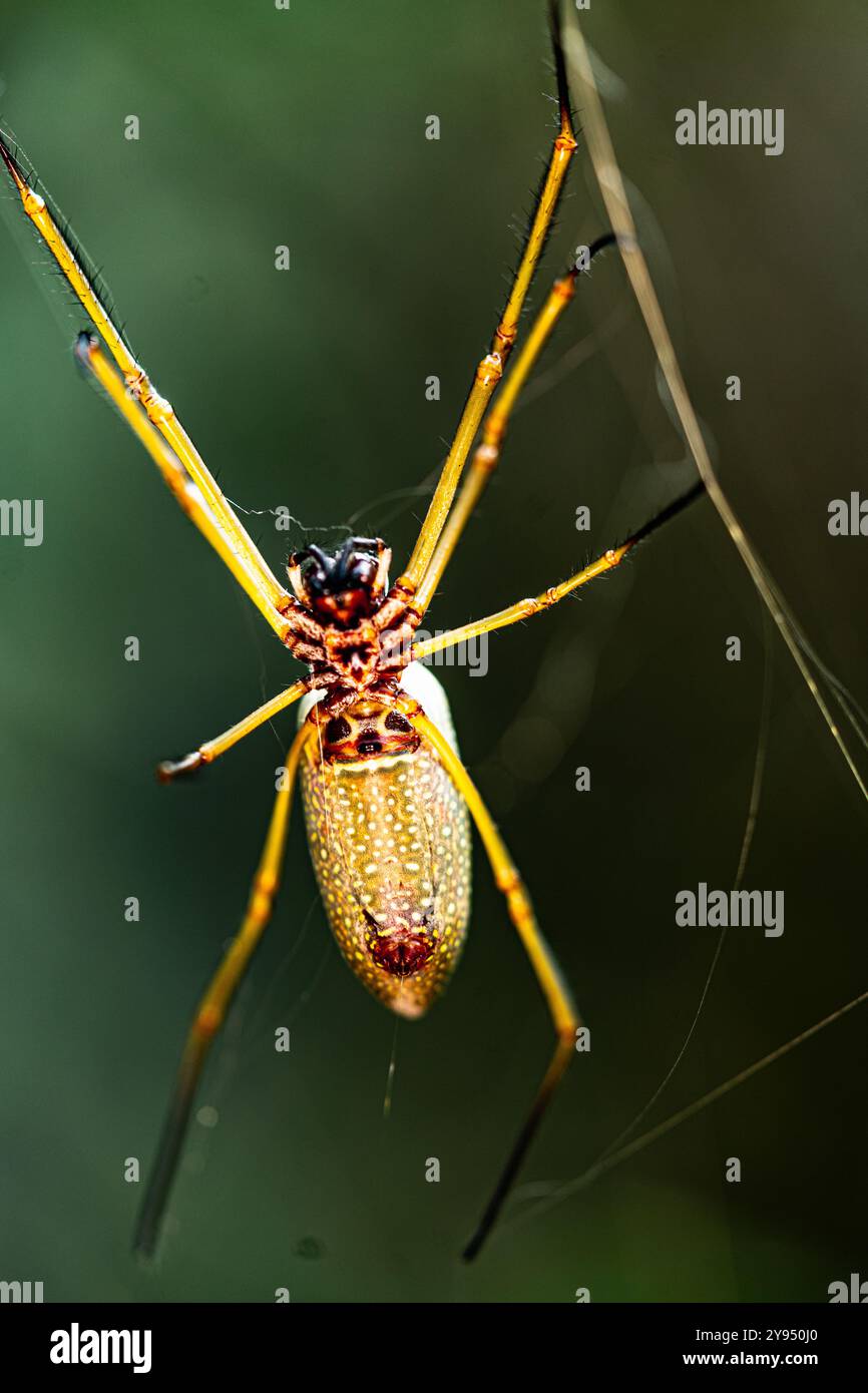 Calidad natural hi-res stock photography and images - Alamy