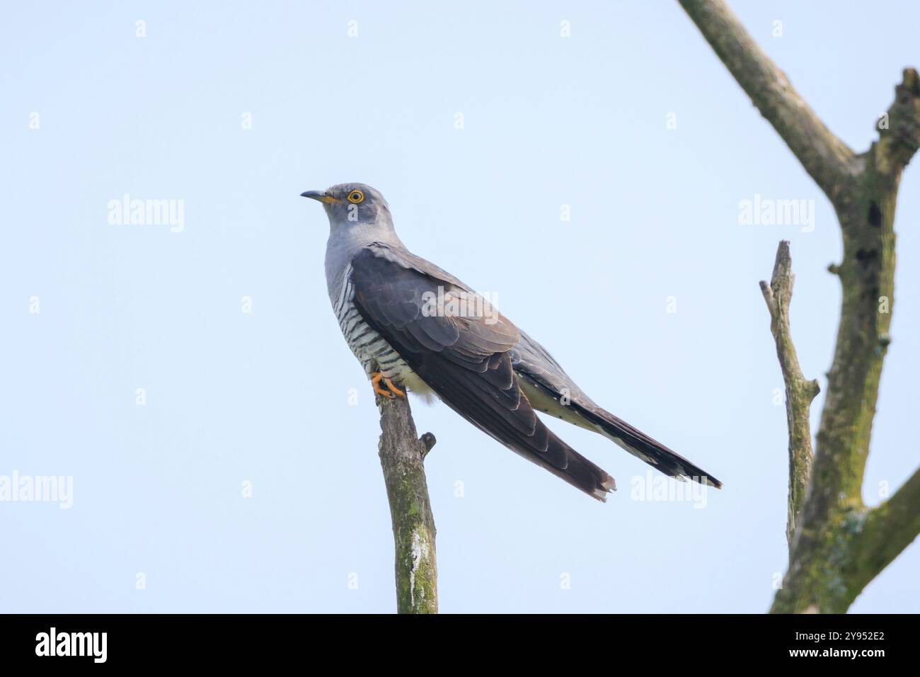 Common cuckoo bird, Cuculus canorus, resting and singing in a tree. It ...