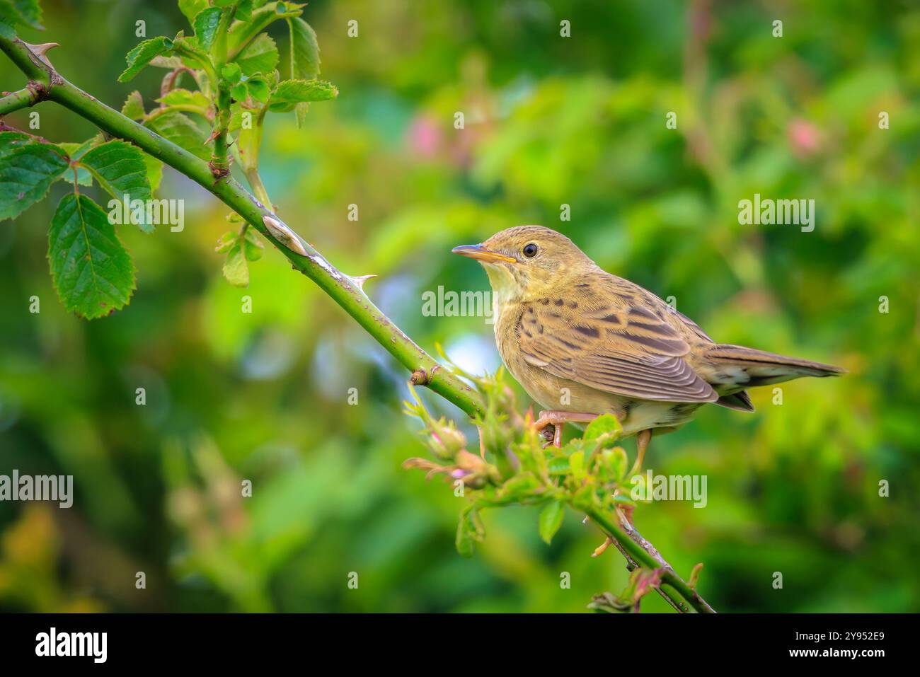Common Grasshopper warbler bird Locustella naevia mating on a tree ...