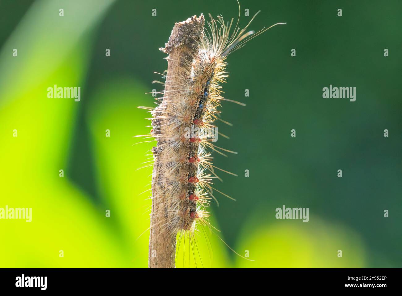 Gypsy moth or spongy moth , Lymantria dispar, caterpillar crawling and ...