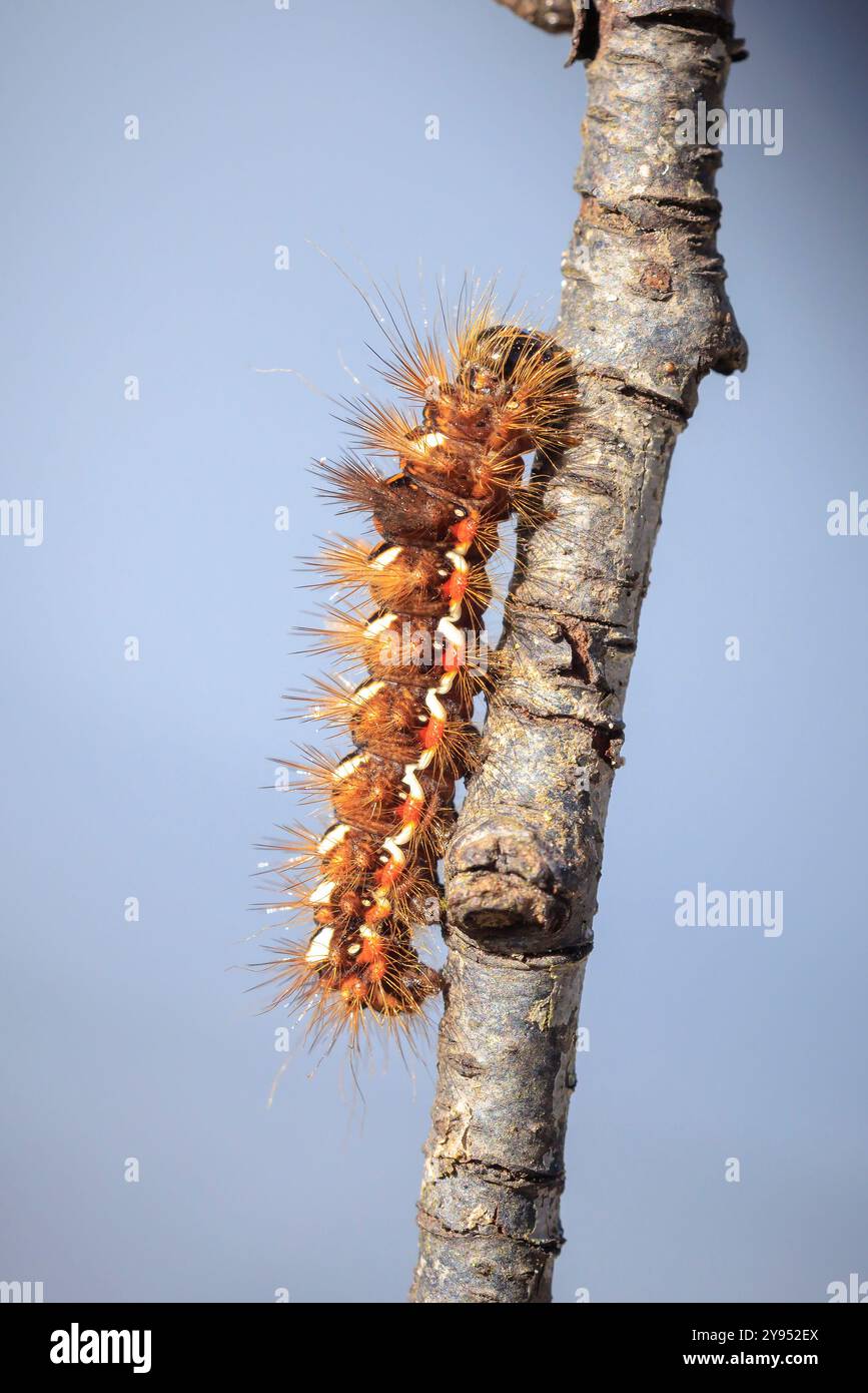 Closeup of a caterpillar or larva of a Acronicta rumicis, the knot ...