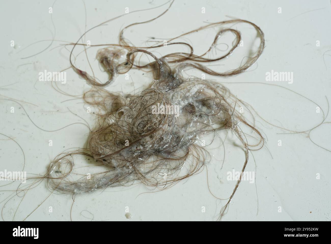 Hair and soap from a shower drain. A disgusting mix of hair and soap ...