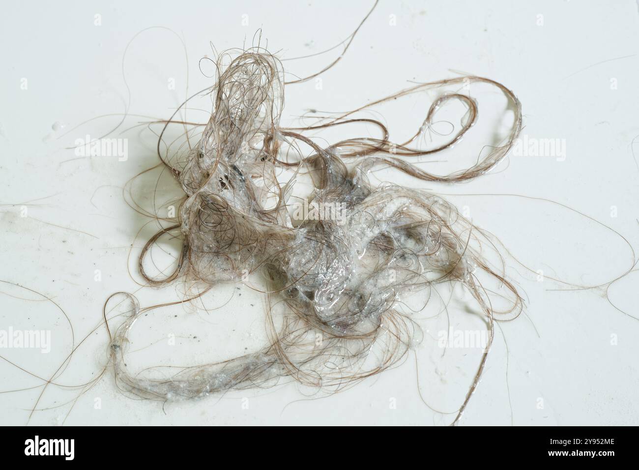 Hair and soap from a shower drain. A disgusting mix of hair and soap ...