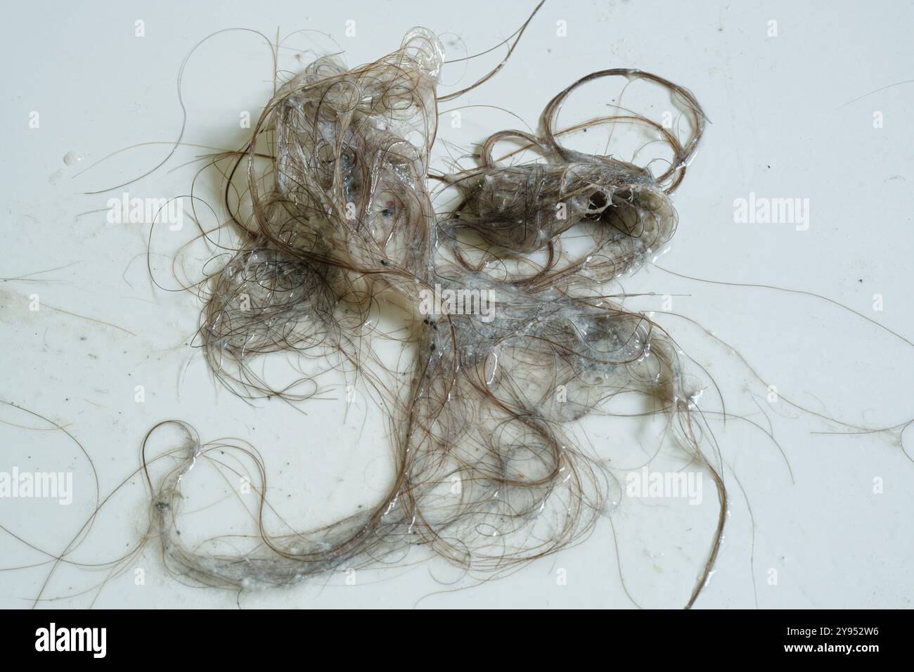 Hair and soap from a shower drain. A disgusting mix of hair and soap ...