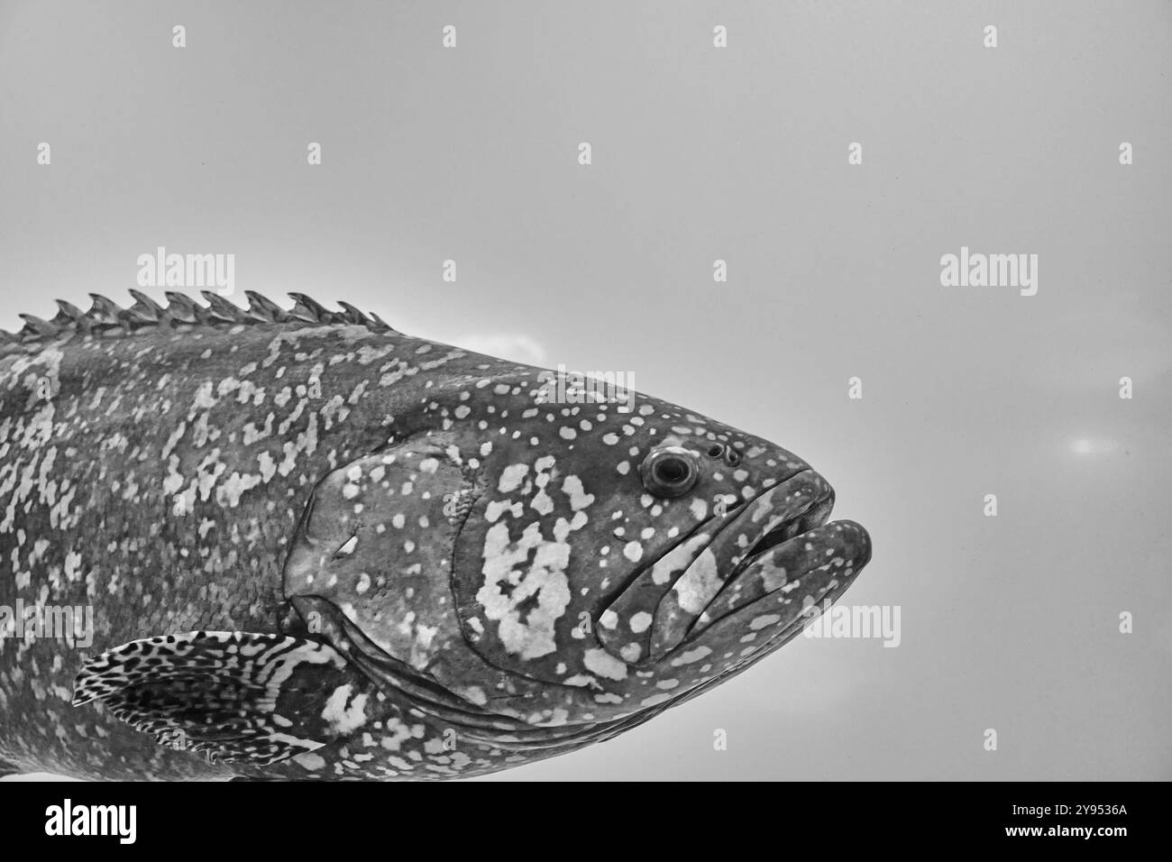 Spiny fish Black and White Stock Photos & Images - Alamy