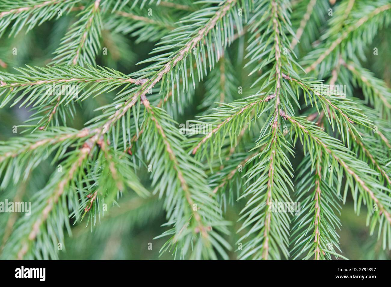 Slender plant branch featuring green hi-res stock photography and ...