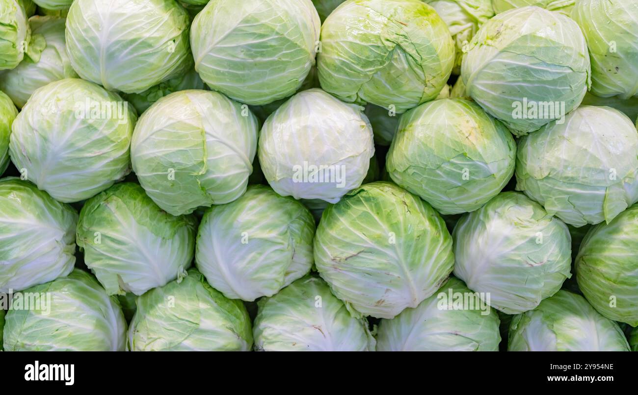 Harvest and farming. Organic vegetable cabbage. Background of organic ...