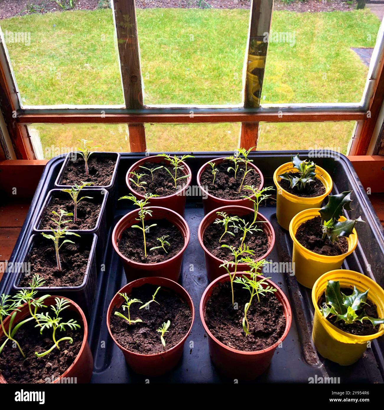 Potting a plant hi-res stock photography and images - Alamy