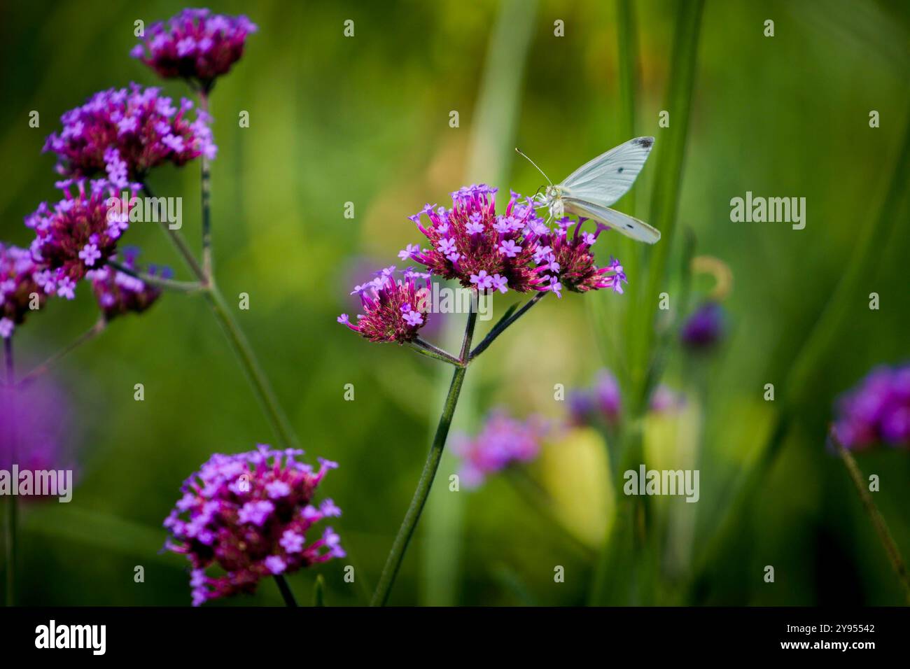 Pieris brassicae butterfly, the large white, also called cabbage ...