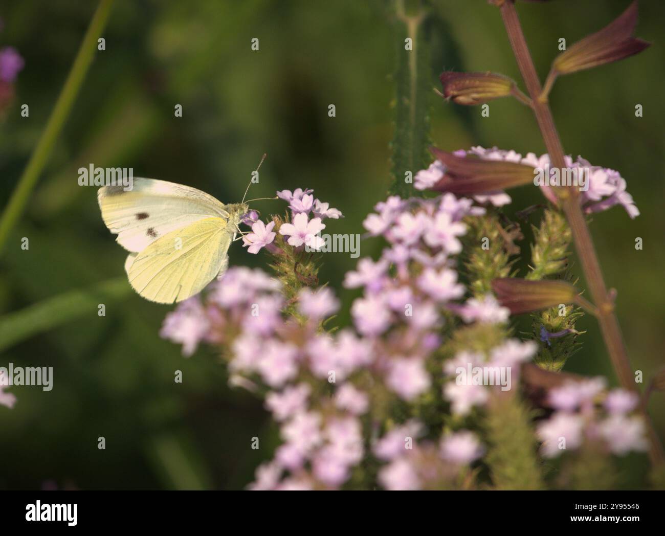 Pieris brassicae butterfly, the large white, also called cabbage ...