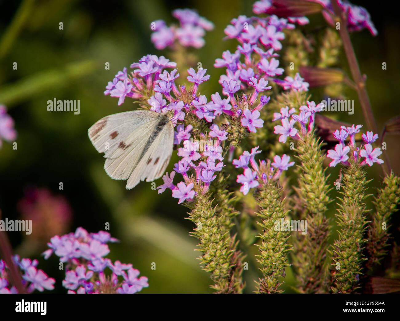 Pieris brassicae butterfly, the large white, also called cabbage ...