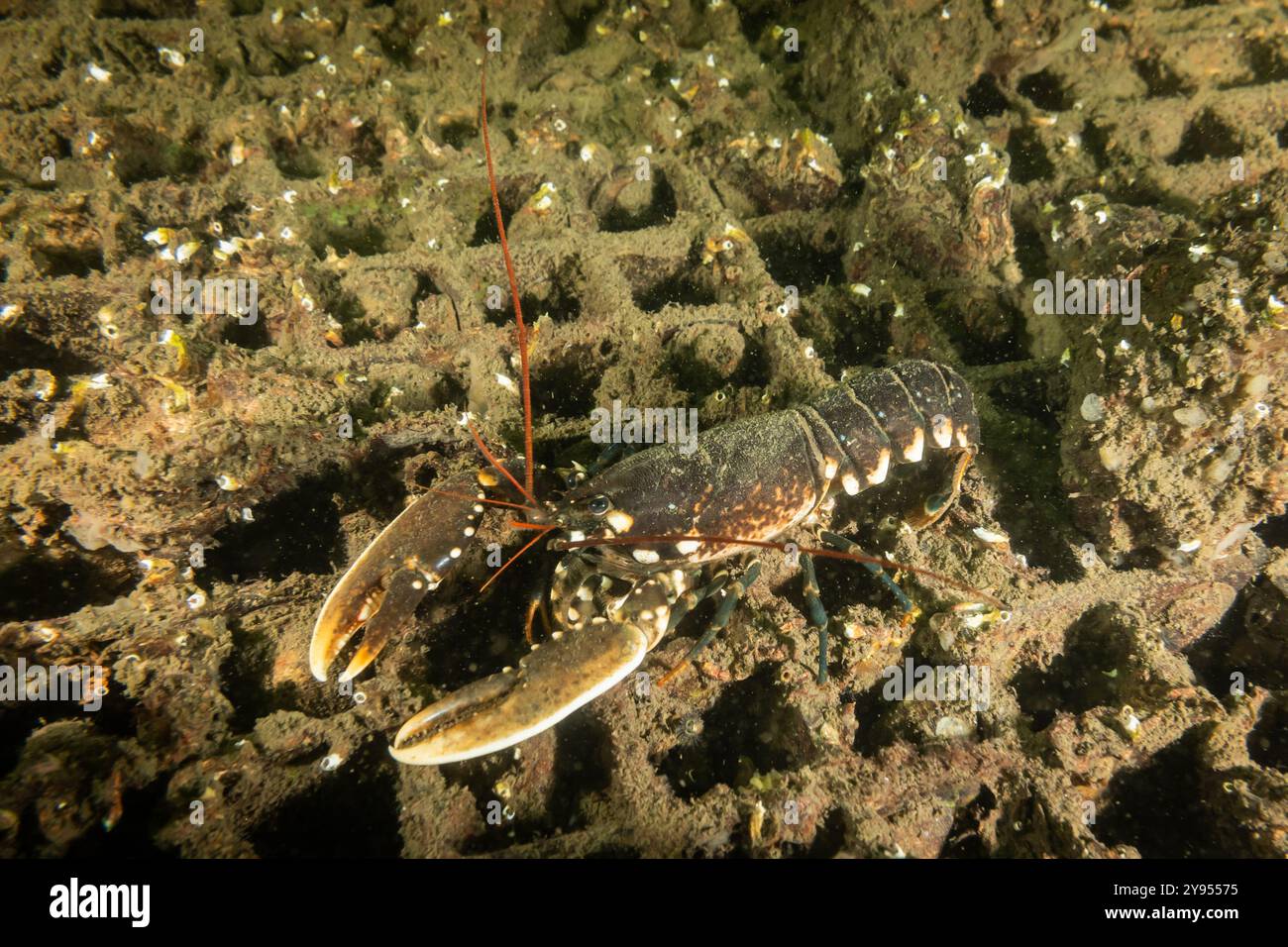 Dutch Oosterschelde lobster in natural wild cold water environment ...