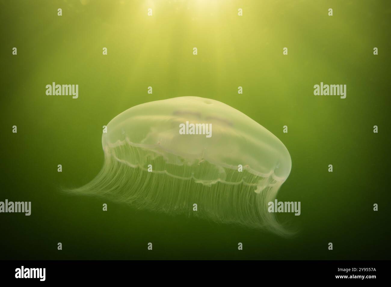 saltwater marine life creature jellyfish called moon jelly or aurelia ...