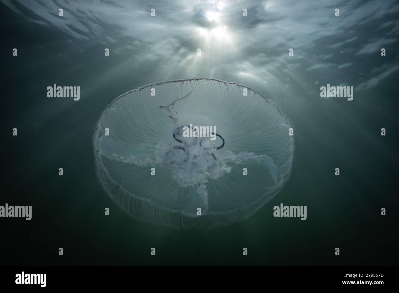 saltwater marine life creature jellyfish called moon jelly or aurelia ...