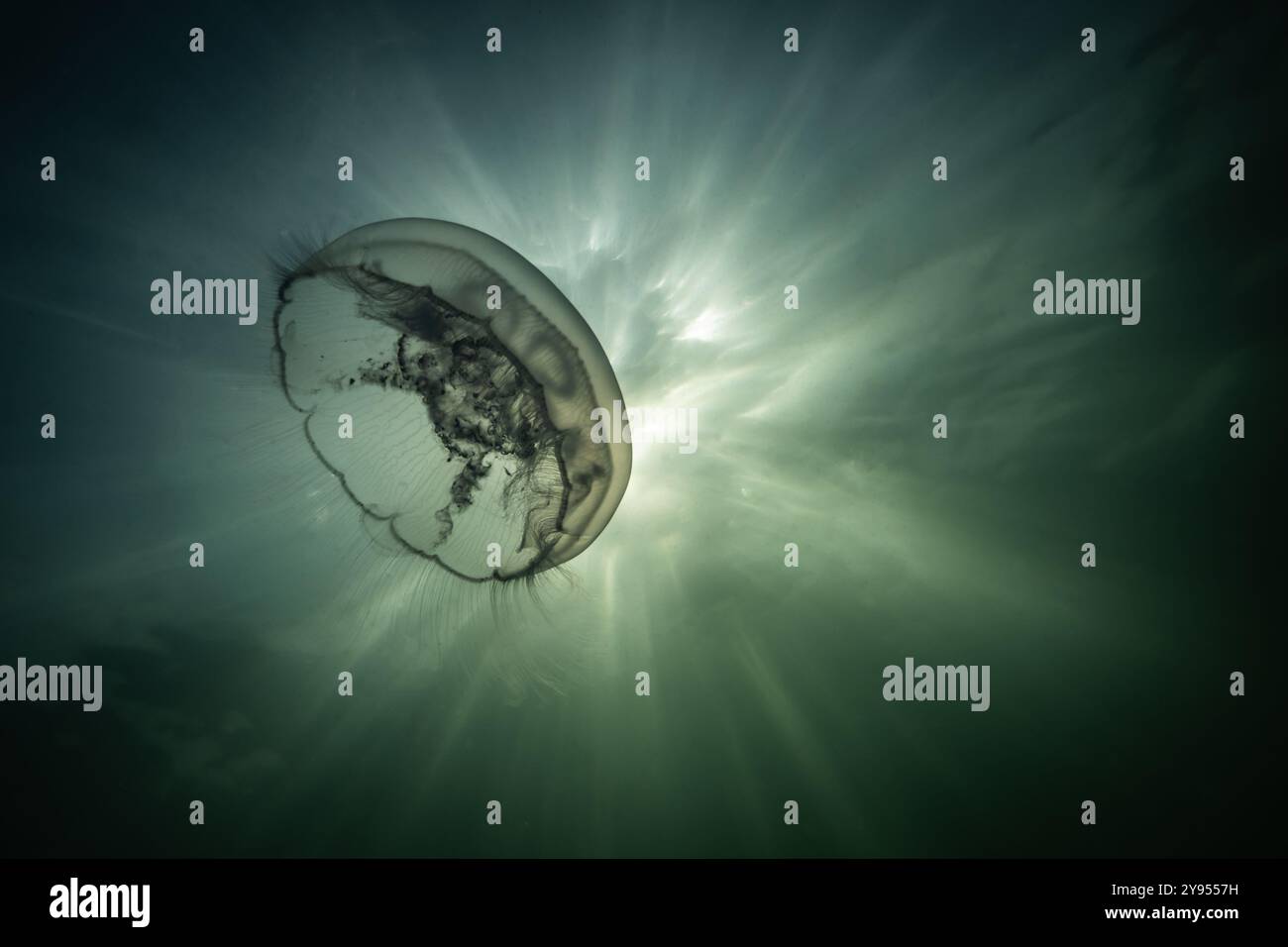 saltwater marine life creature jellyfish called moon jelly or aurelia ...